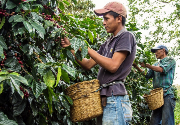 Coffee Harvesting and Processing Methods