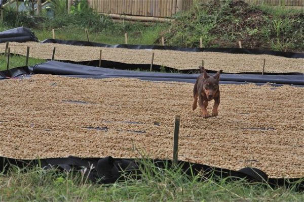 Coffee Harvesting and Processing Methods